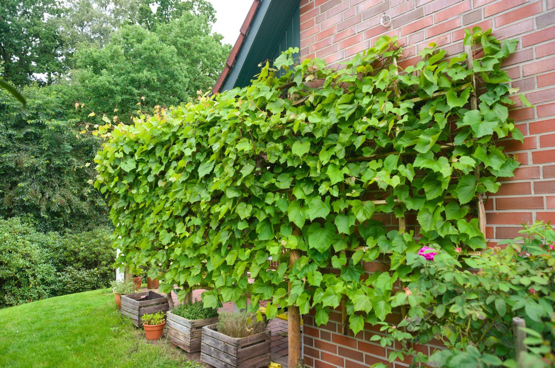 Rankgitter aus Holz: Rankhilfe Wein - Adéquat