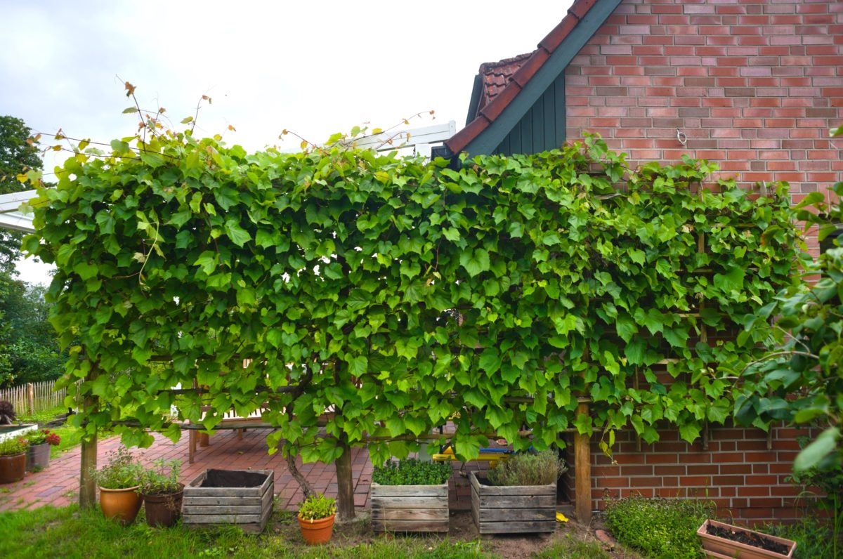 Rankgitter aus Holz: Rankhilfe Wein - Adéquat