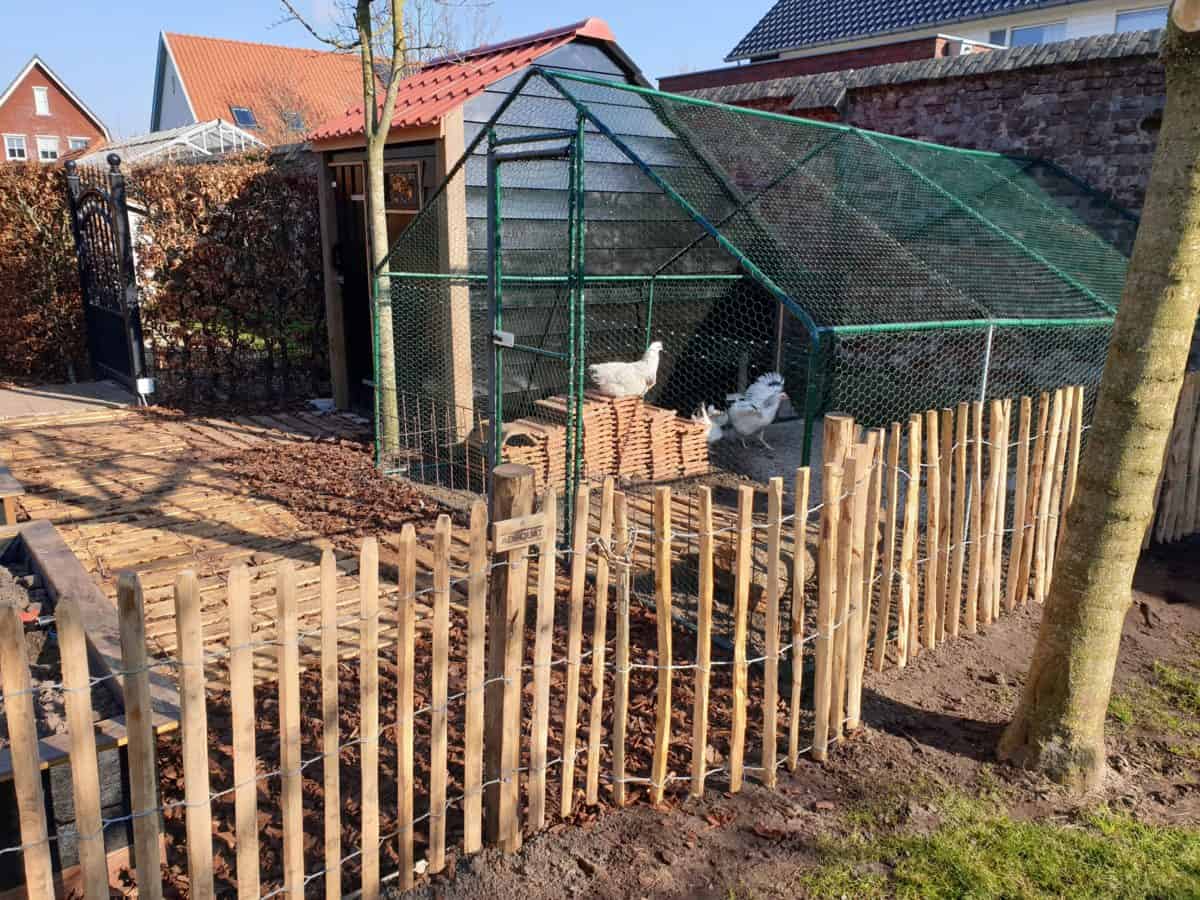Kippenren maken met een schapenhek? Lees meer! - Adéquat